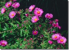 Fall is for Aster — BIG BLOOMERS Flower Farm